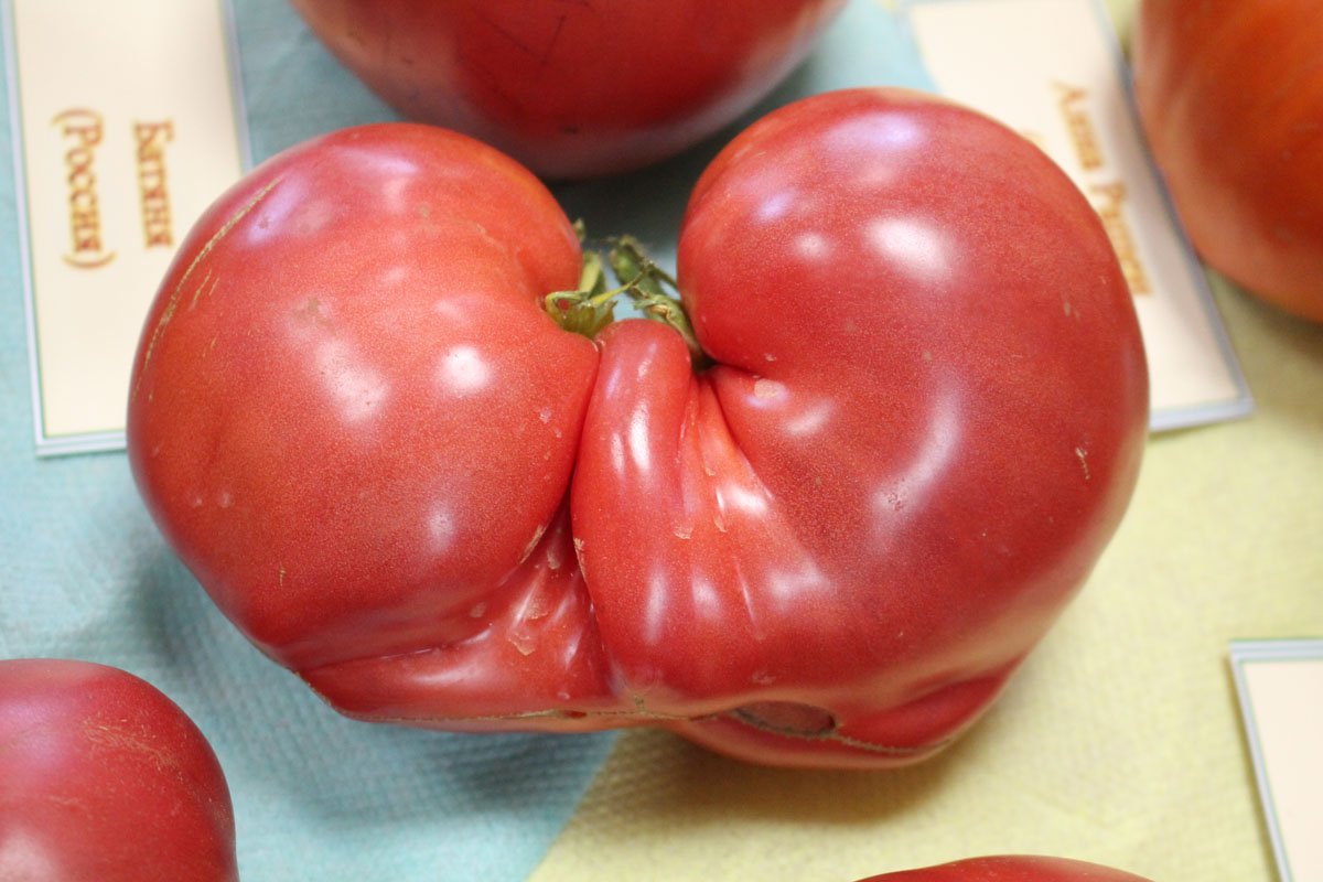 طماطم باتيانيا (™Plante) – Mystic Garden